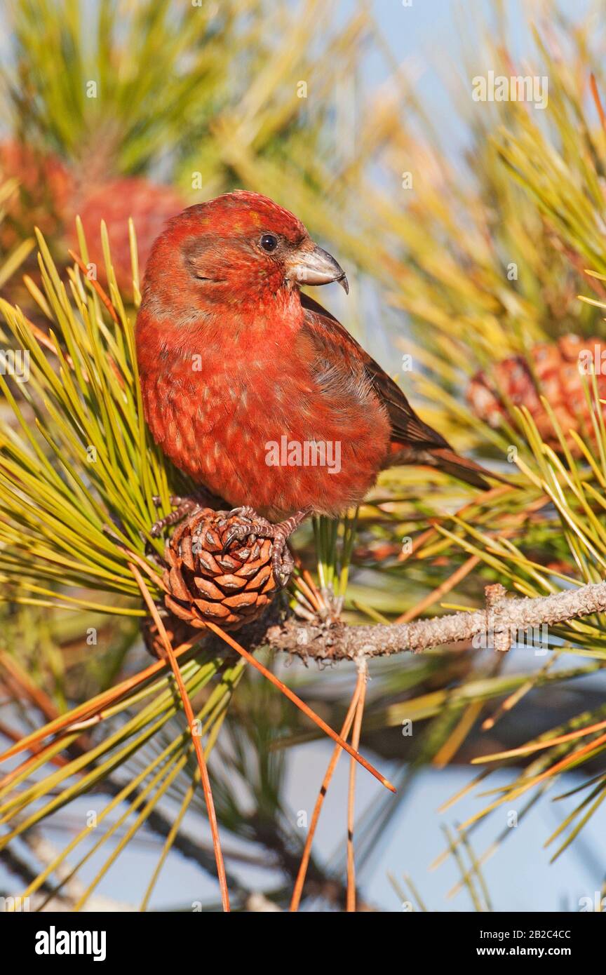 Red crossbill birds hi-res stock photography and images - Alamy