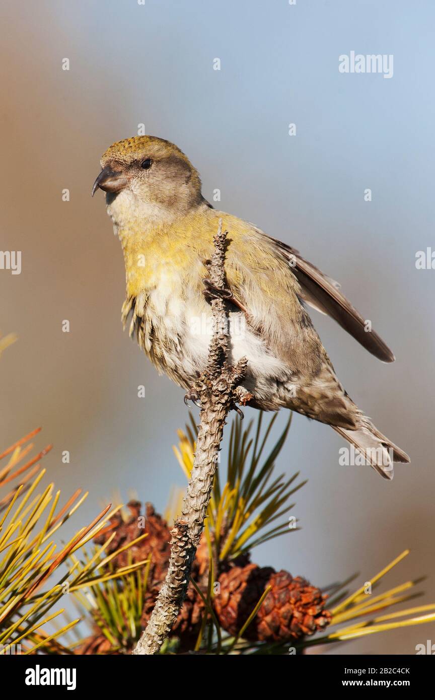Female red crossbill hi-res stock photography and images - Alamy