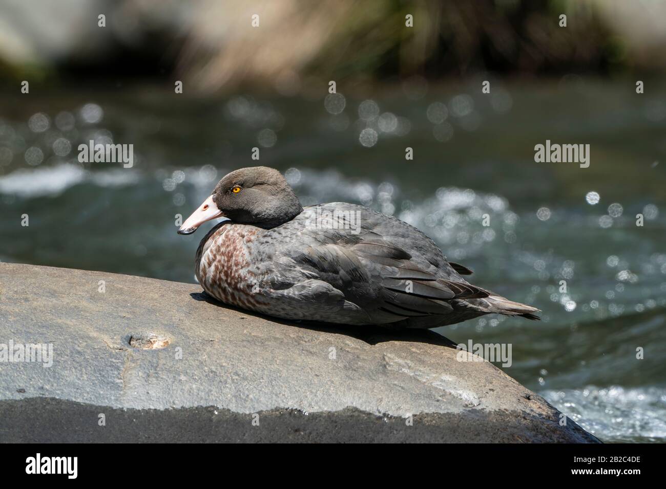 blue duck, Hymenolaimus malacorhynchos, resting on rock in river, New ...