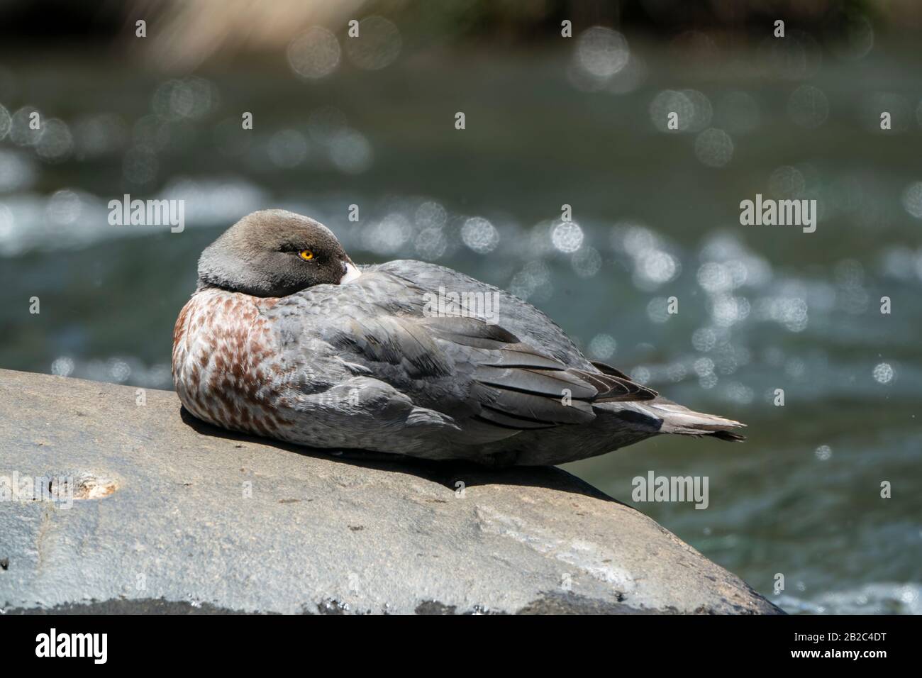 blue duck, Hymenolaimus malacorhynchos, resting on rock in river, New ...