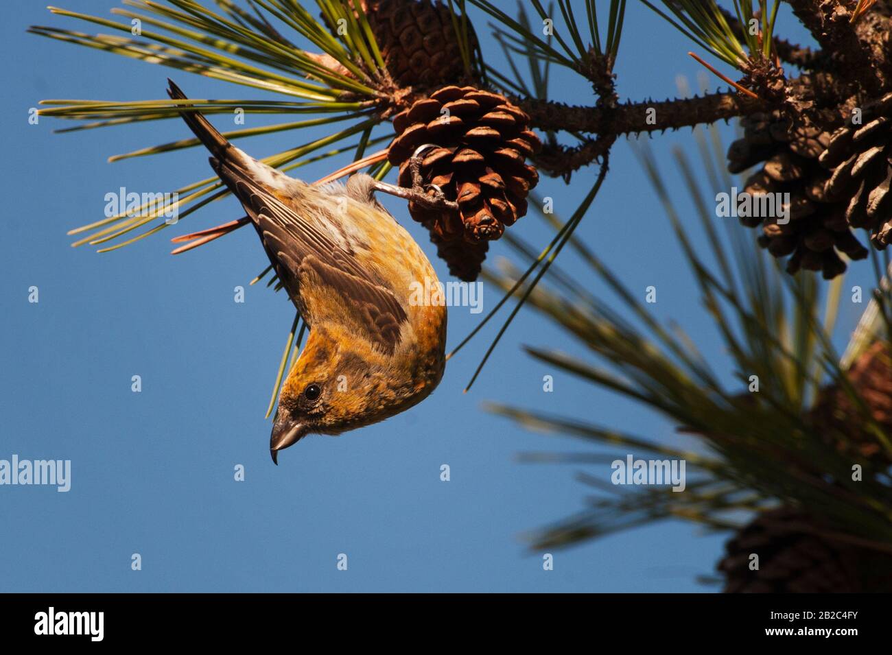 Female red crossbill hi-res stock photography and images - Alamy