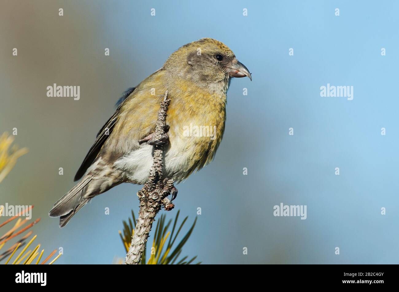 Female red crossbill Stock Photo - Alamy