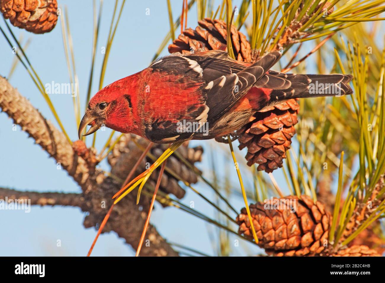 White winged crossbill hi-res stock photography and images - Alamy