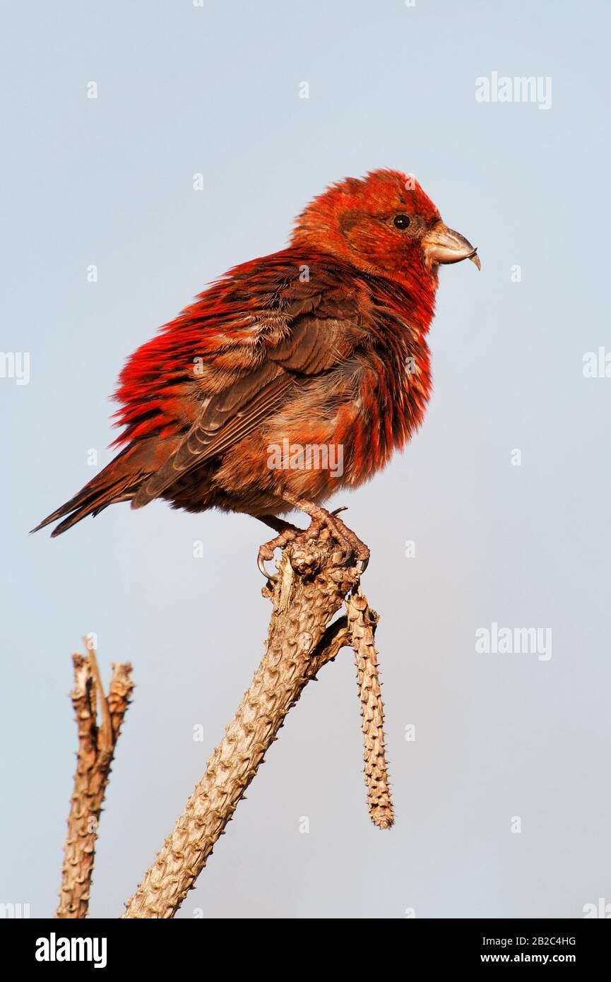 Red crossbill birds hi-res stock photography and images - Alamy
