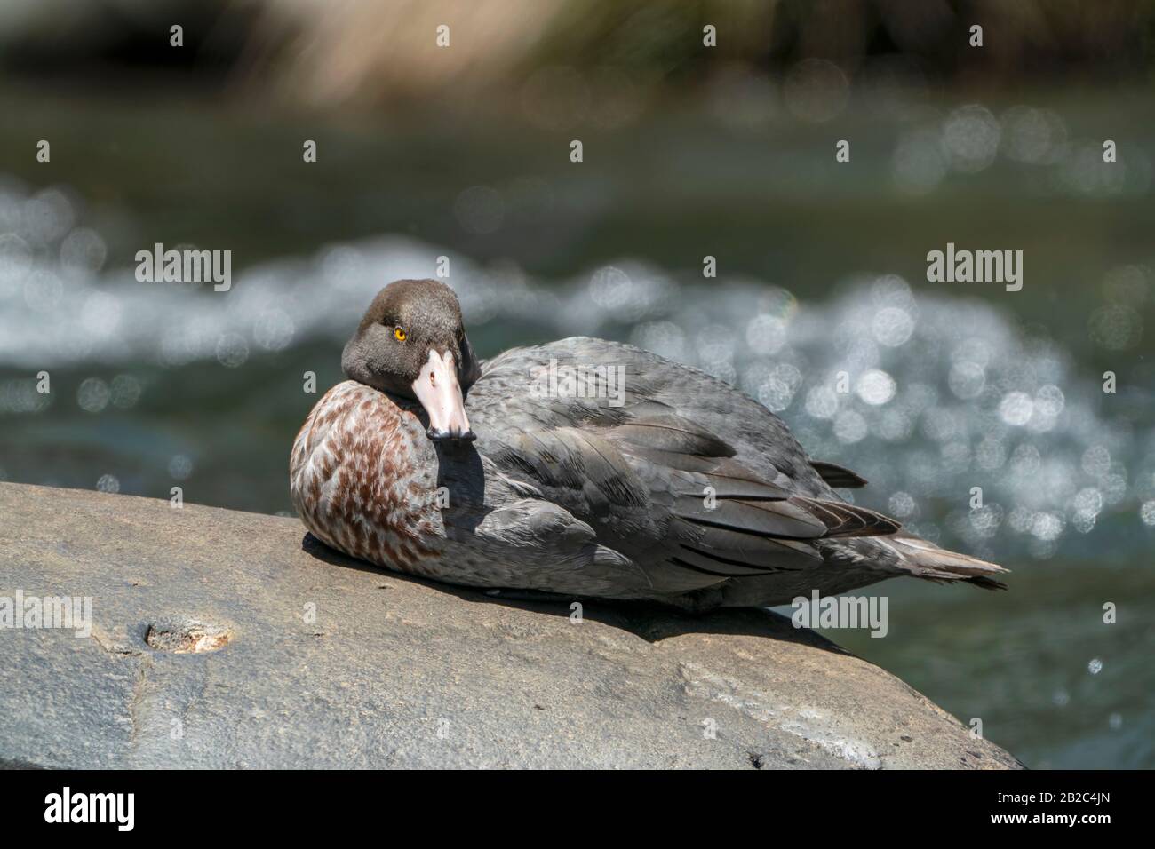 blue duck, Hymenolaimus malacorhynchos, resting on rock in river, New ...