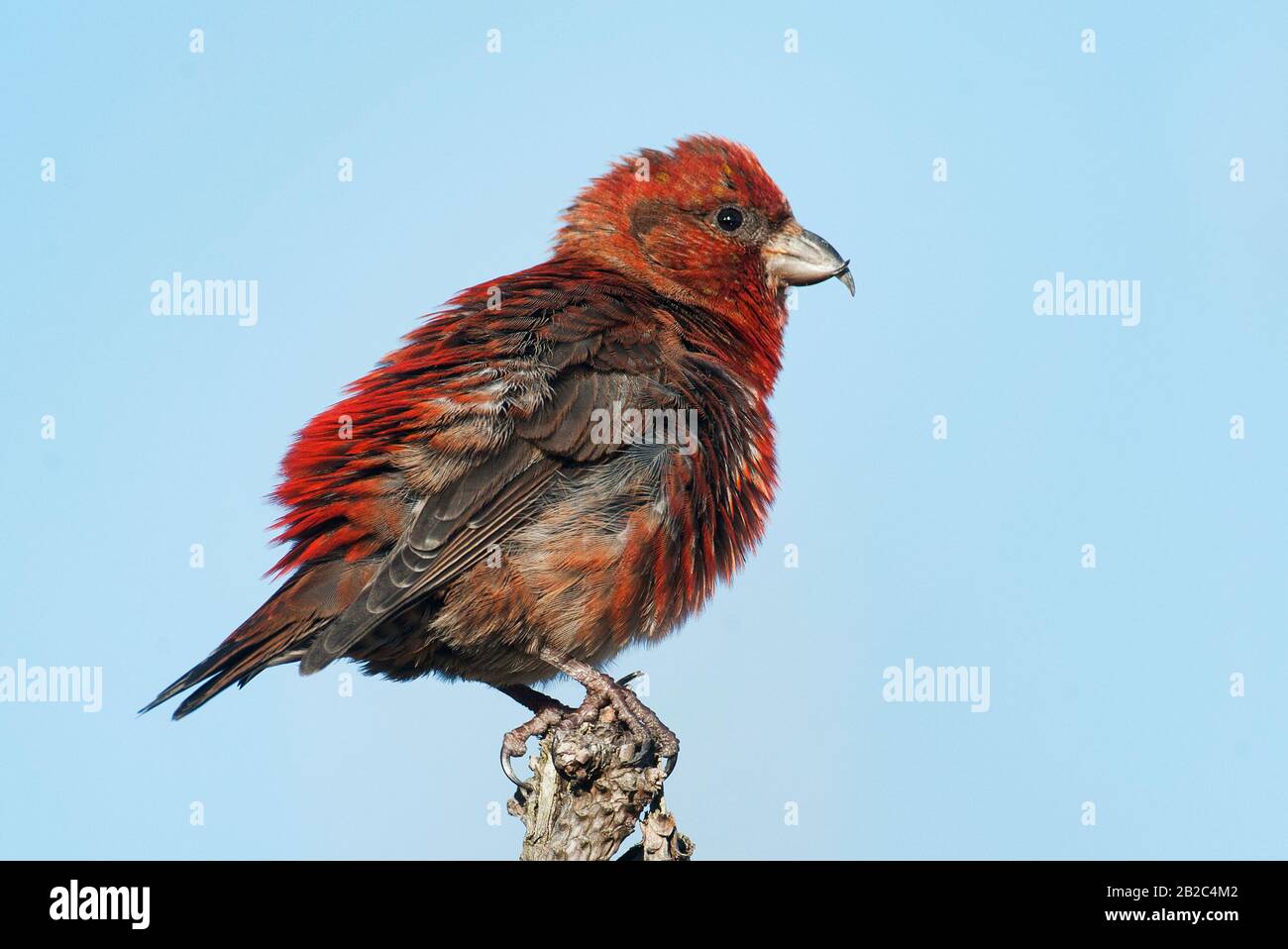 Red crossbill birds hi-res stock photography and images - Alamy