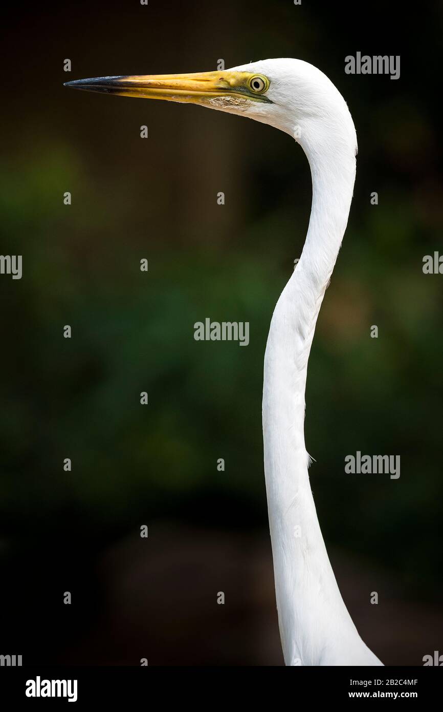 Eastern great egret against dark background in Queensland Australia ...