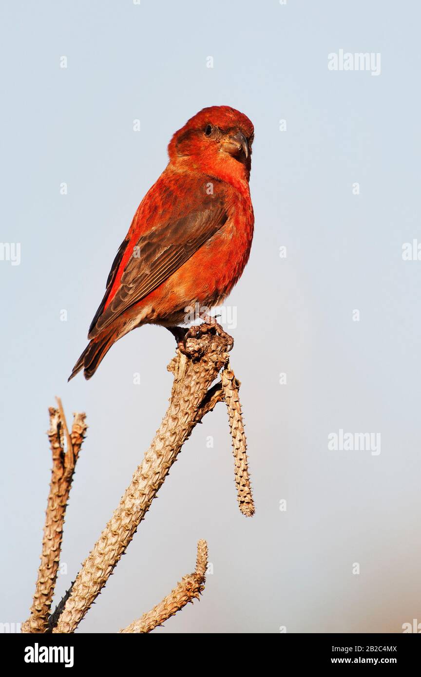 Red crossbill hi-res stock photography and images - Alamy