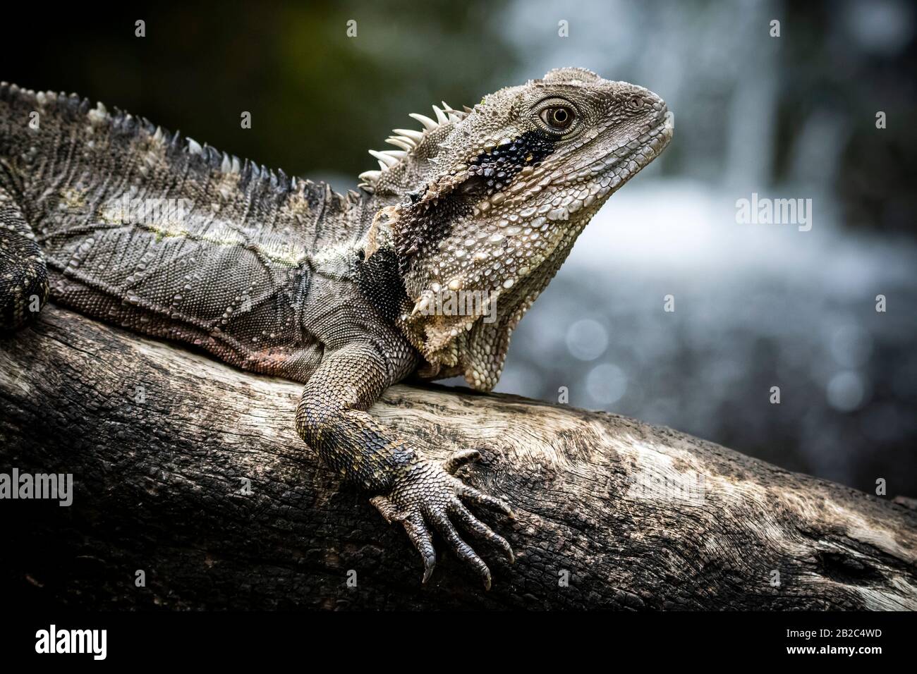 Water dragon basking on tree trunk in Queensland Stock Photo - Alamy