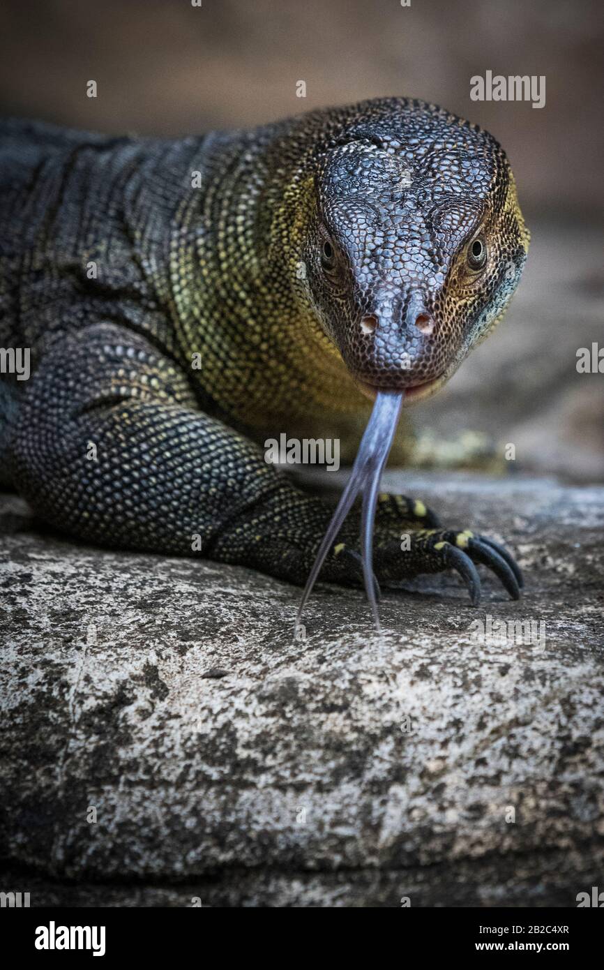 Reptile lizard monitor hi-res stock photography and images - Alamy