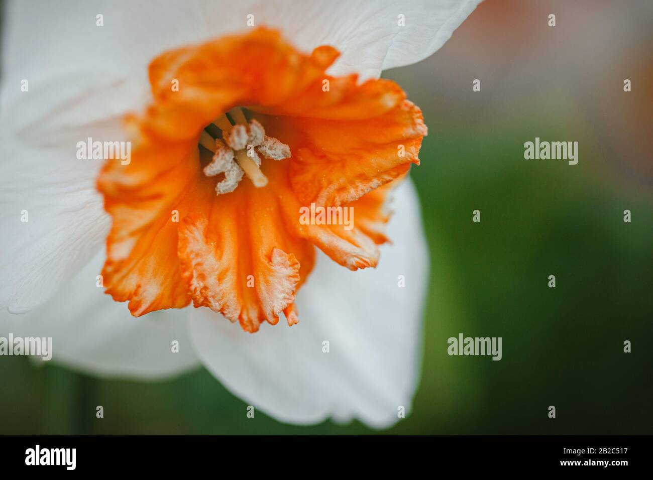 Middle of a flower hi-res stock photography and images - Alamy