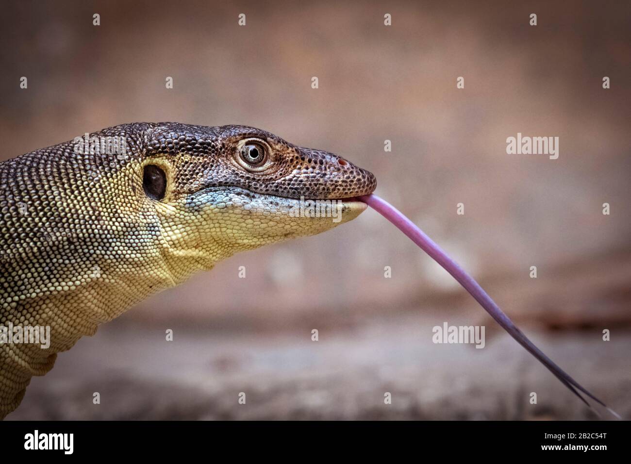 Flicking tongue out hi-res stock photography and images - Alamy