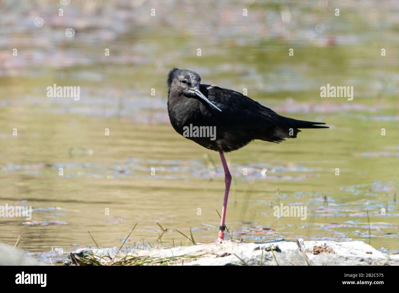 black stilt, Himantopus novaezelandiae, adult standing in shallow water ...