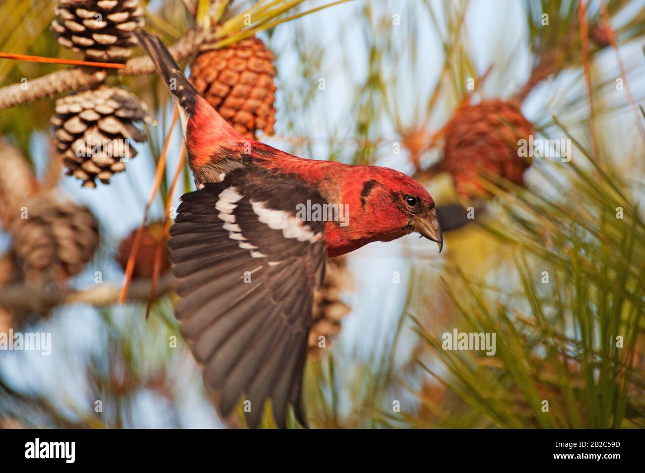 Winged flight hi-res stock photography and images - Alamy