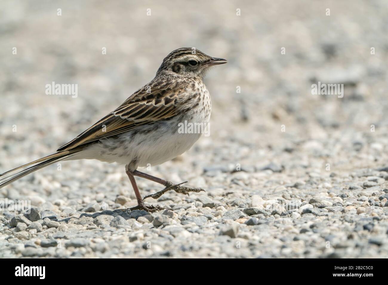 Australian Pipit, near Queenstown, South Island, New Zealand 29 ...