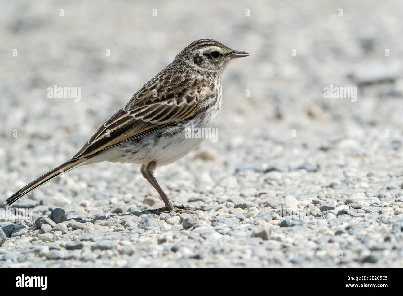 Australian Pipit, near Queenstown, South Island, New Zealand 29 ...