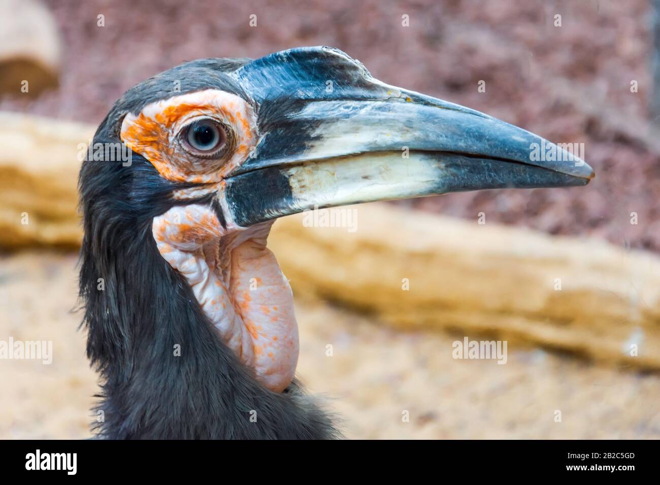 Raven head hi-res stock photography and images - Alamy