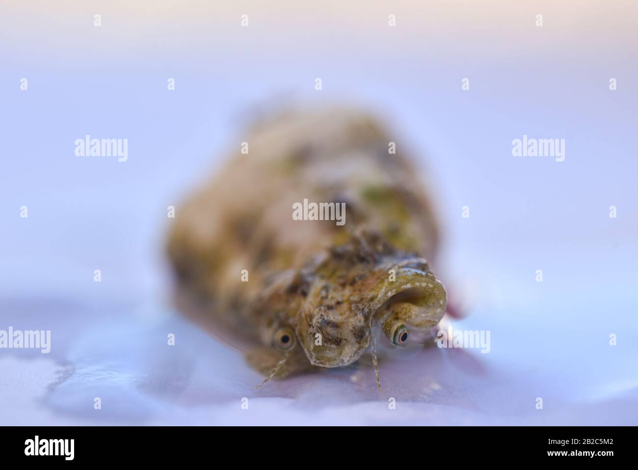 Small shell tropical beach hi-res stock photography and images - Alamy