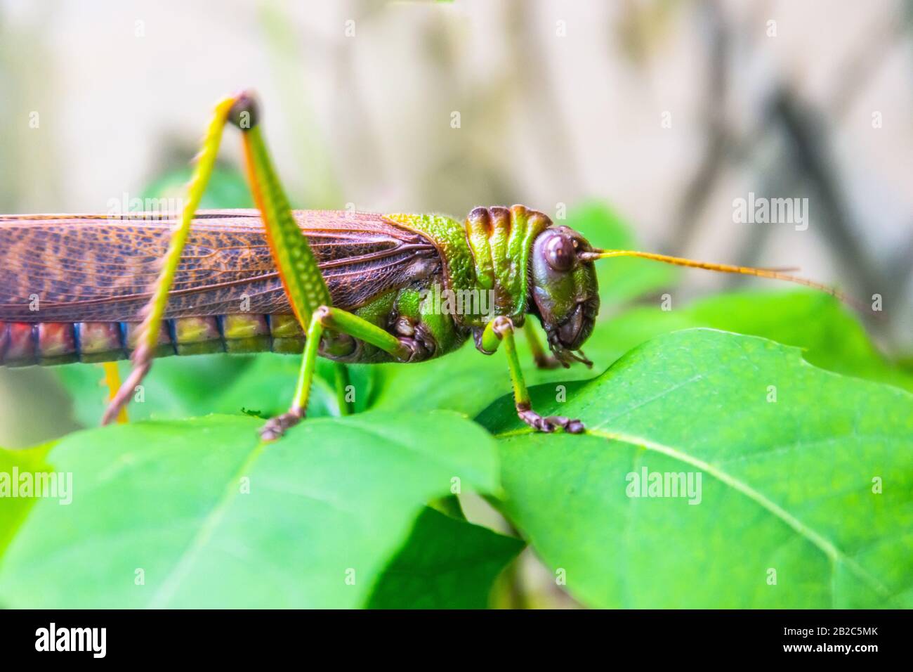 Green giant locust sits on leaves of agricultural plants, crop pest ...