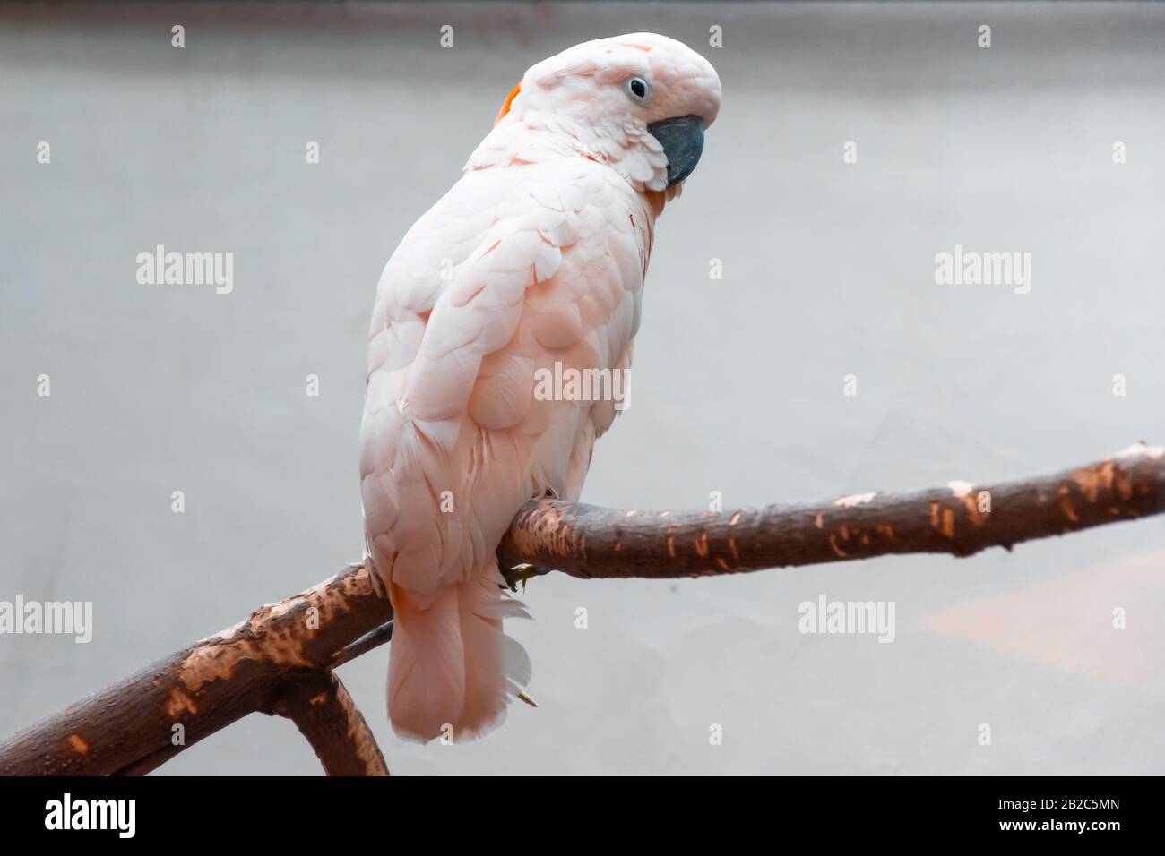 Preening cockatoo hi-res stock photography and images - Alamy