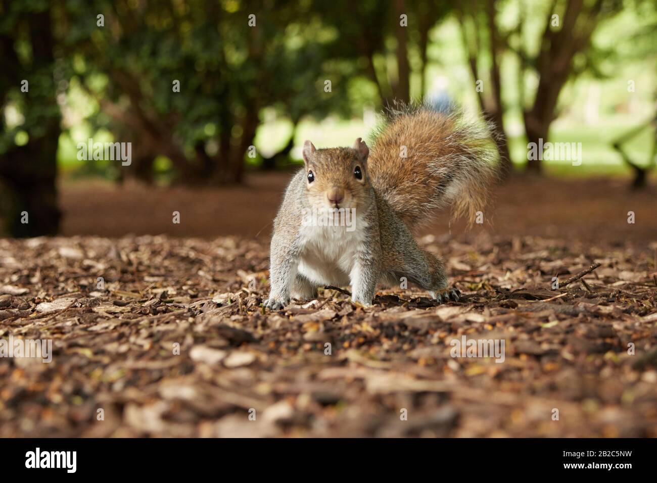 A squirrel in the Botanic gardens in the city of Dublin, Ireland Stock ...