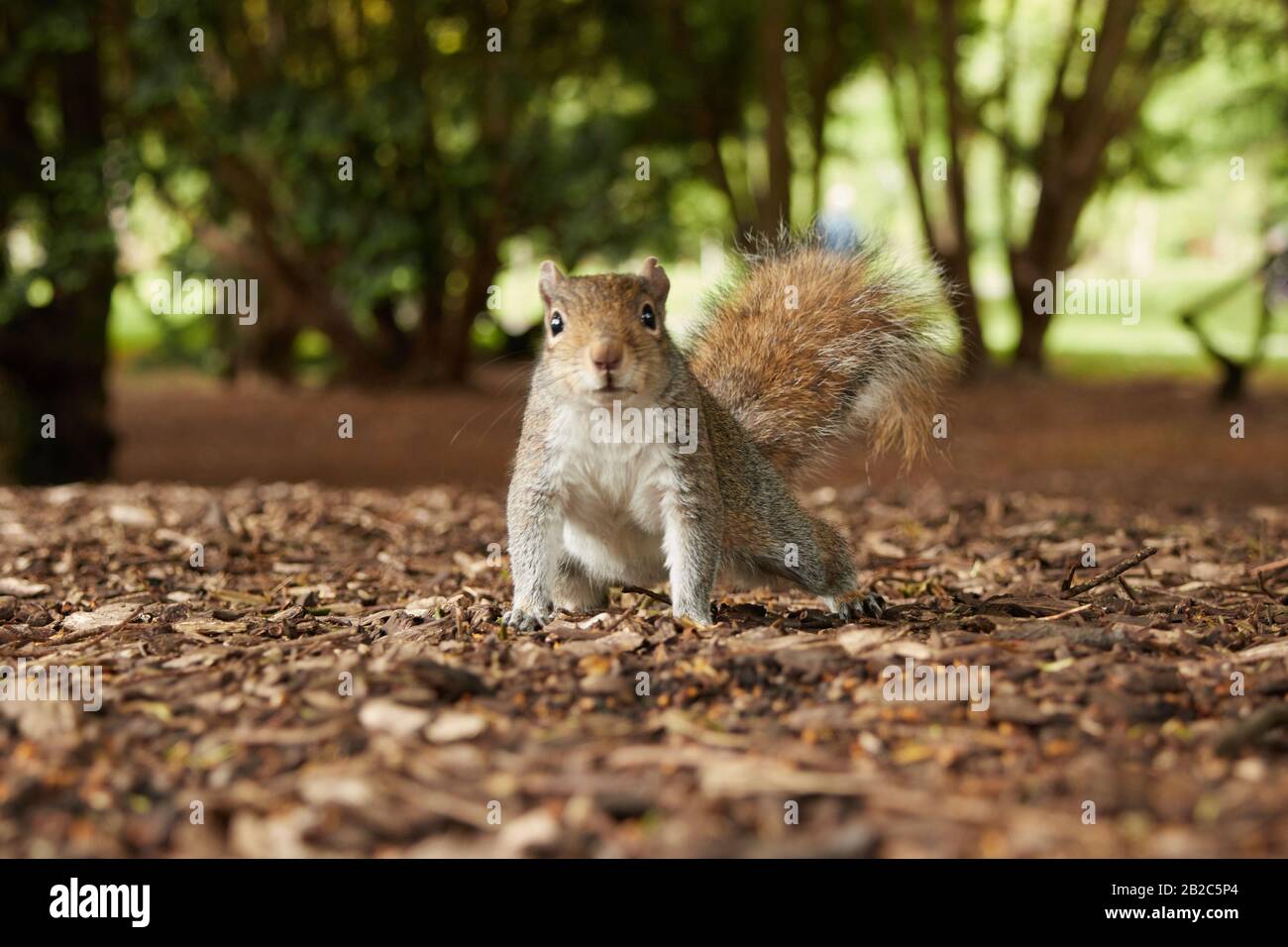 A squirrel in the Botanic gardens in the city of Dublin, Ireland Stock ...