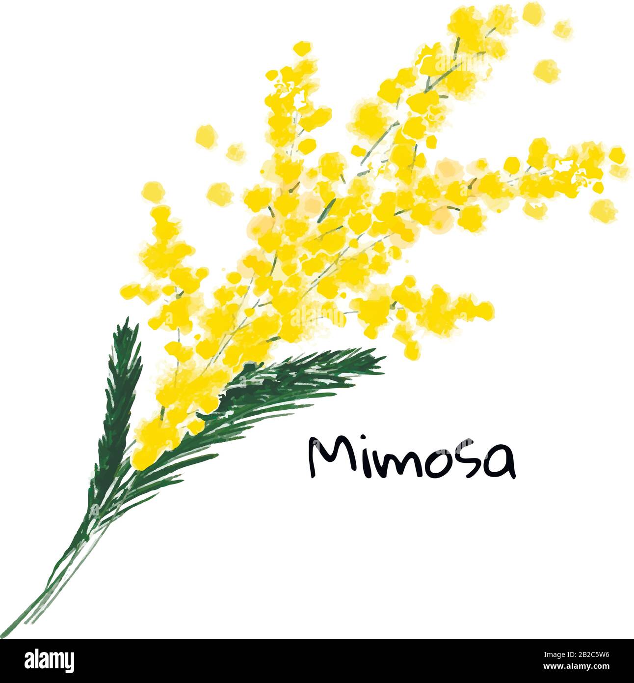 Mimosas bouquet Stock Vector Images - Alamy