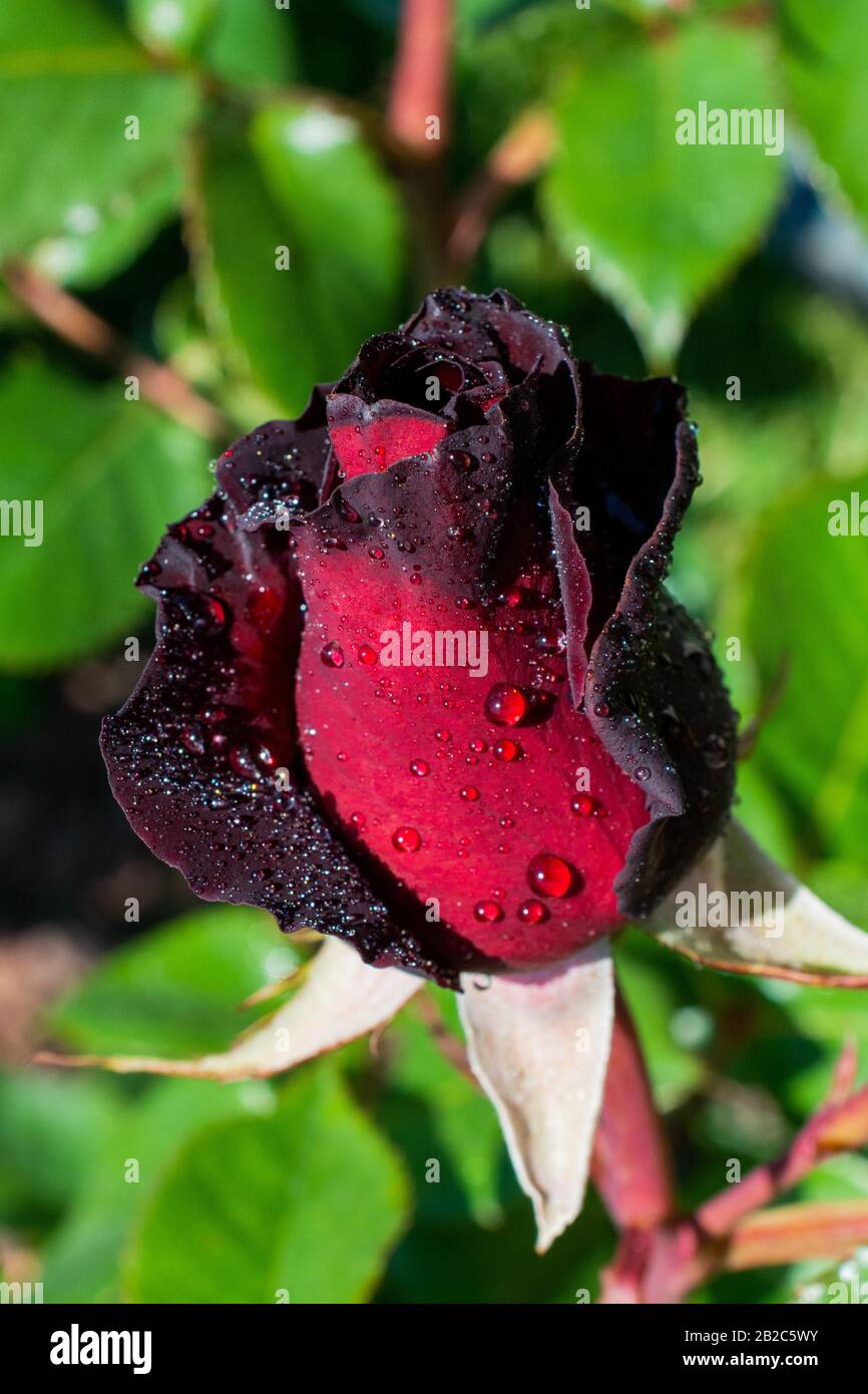 Blooming beautiful colorful rose bud in garden background Stock Photo ...