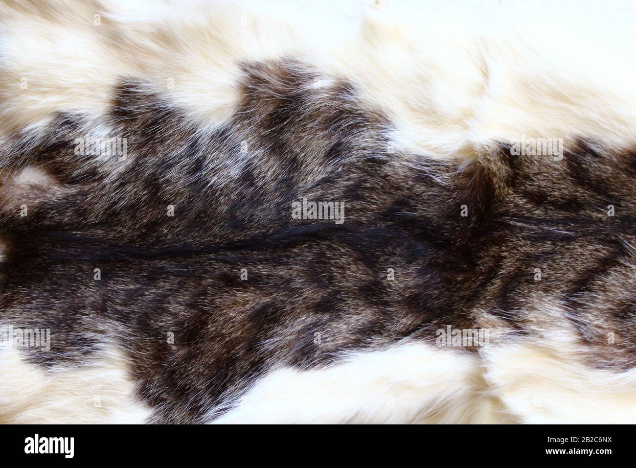 The picture shows a piece of a cat fur Stock Photo - Alamy