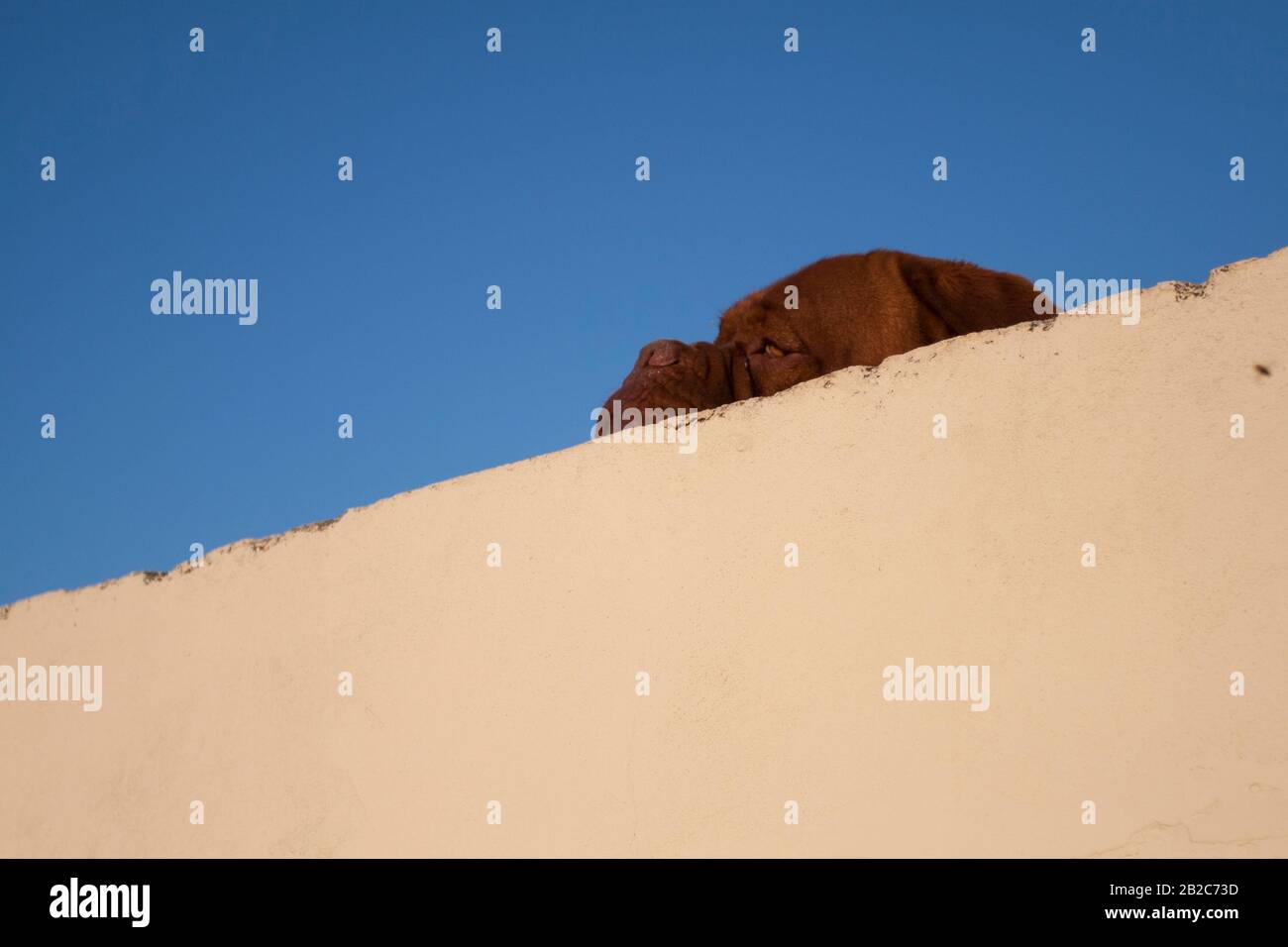Mastiff dog hiding behind the wall Stock Photo - Alamy