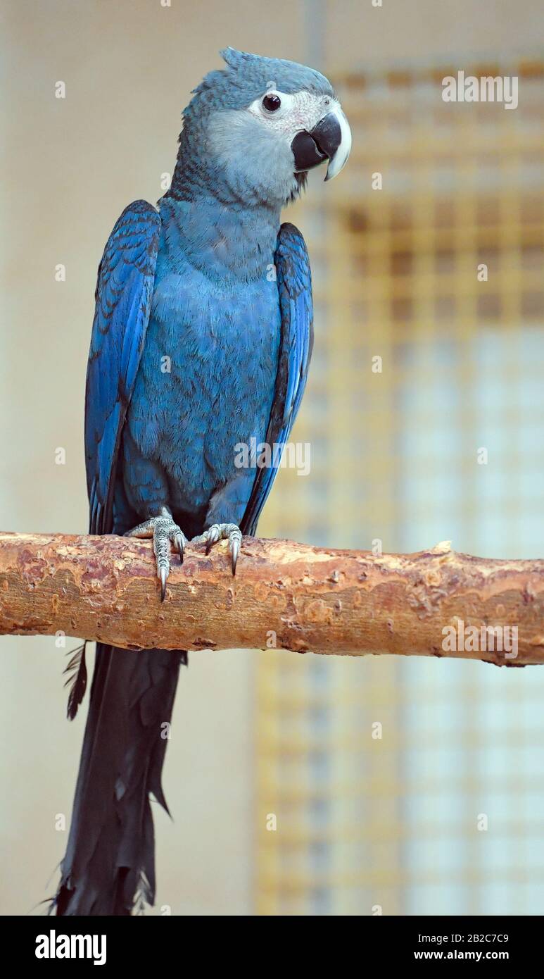 24 February 2020, Brandenburg, Schöneiche: A Spix's Macaw (Cyanopsitta ...