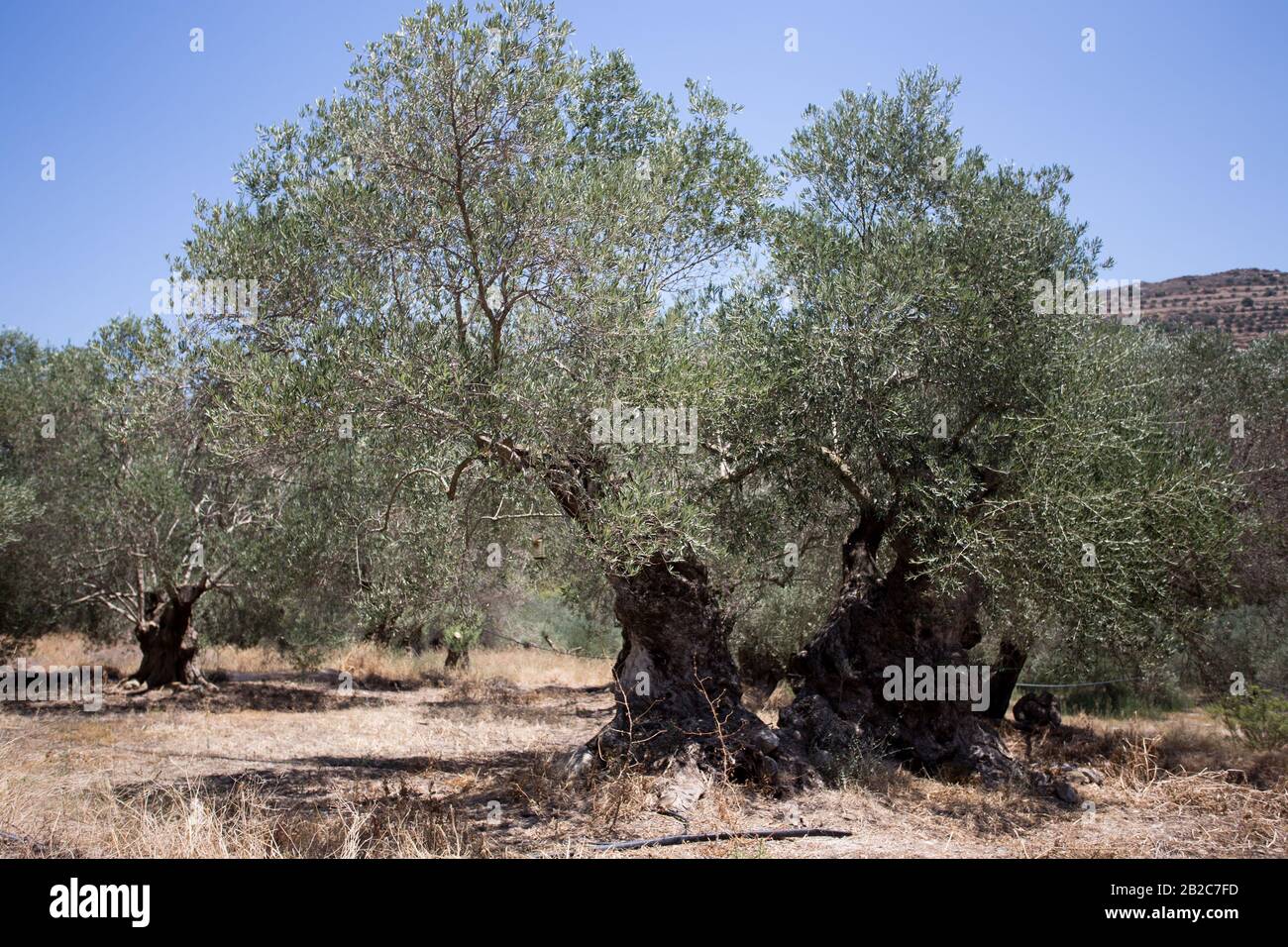 Olive tree Greece Stock Photo - Alamy