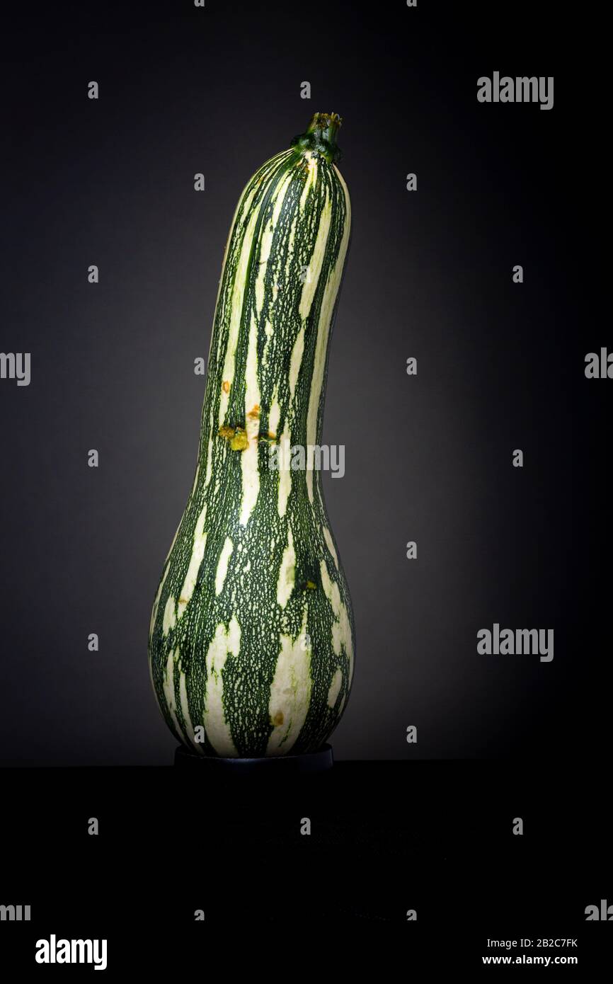 Isolated organically grown courgette vegetable with yellow and green ...