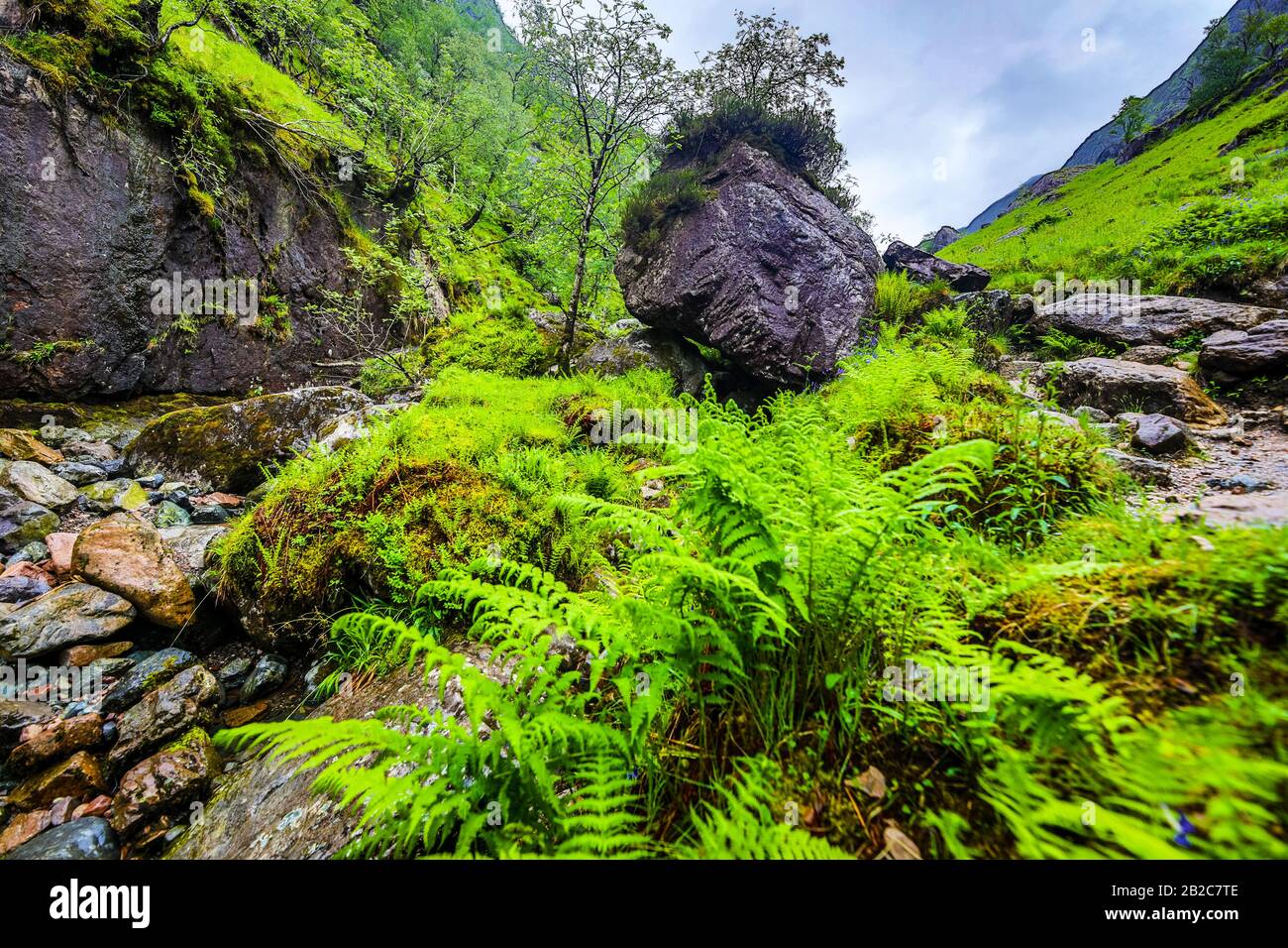 Traditional Scottish Mountains Flowers and bushes close-up Stock Photo ...