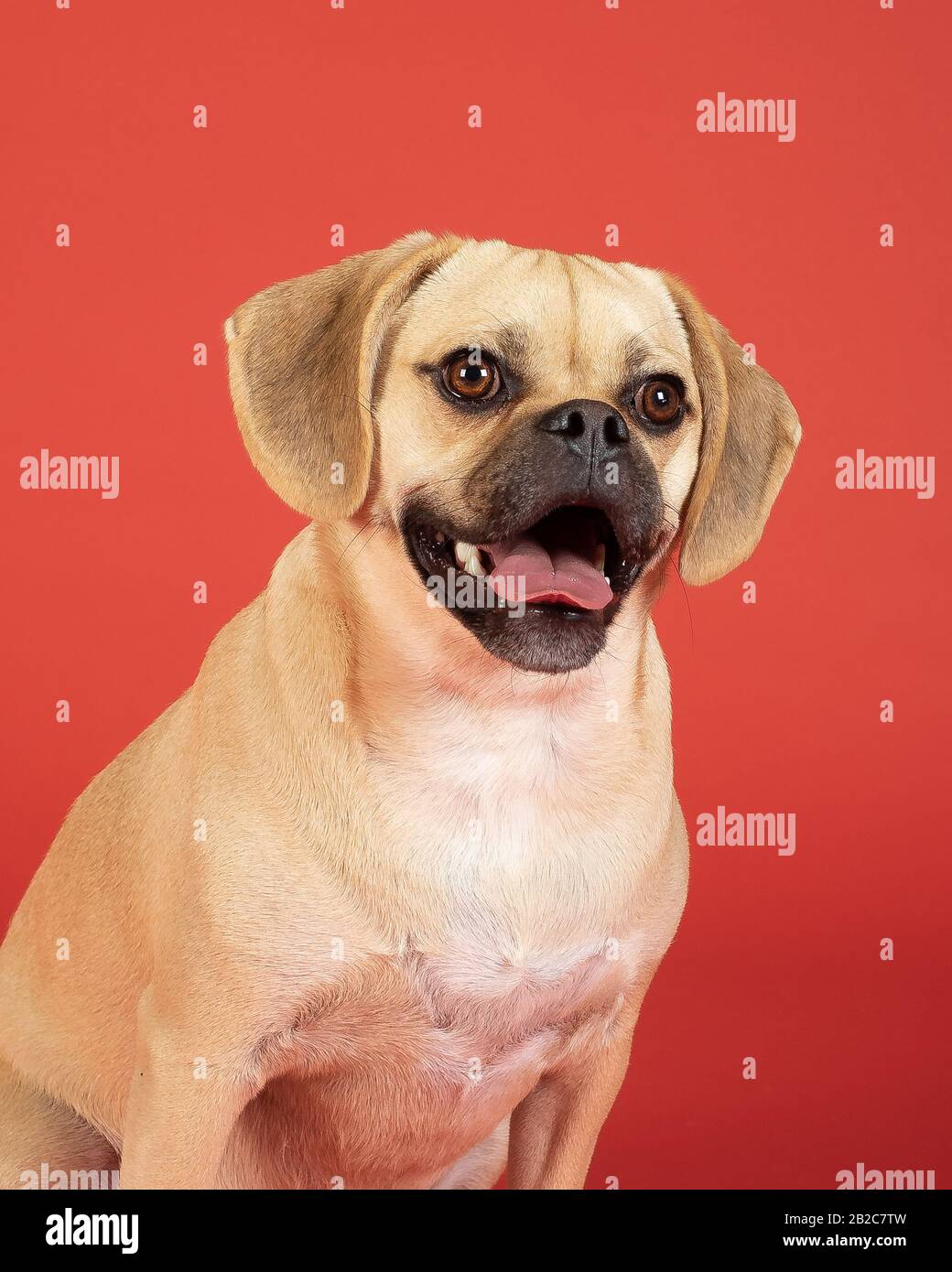 Puggle puppy hi-res stock photography and images - Alamy