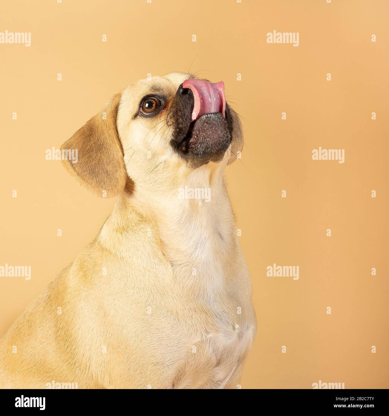 Portrait of cute little puggle being excitedto to eat treats while ...