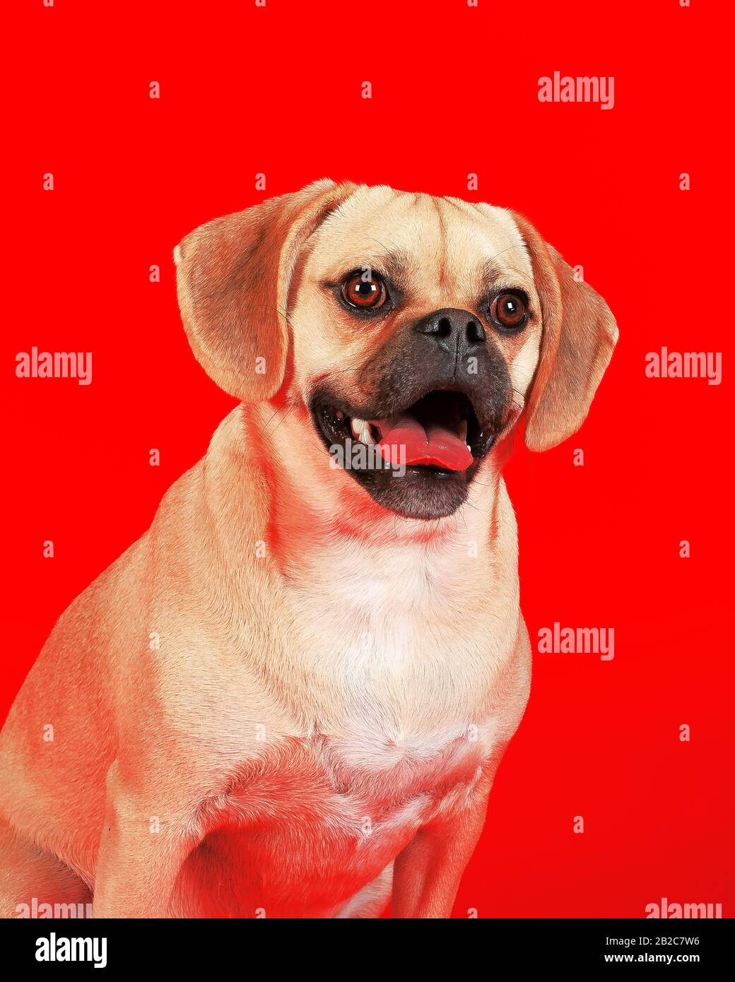 Side view adorable beagle hi-res stock photography and images - Alamy