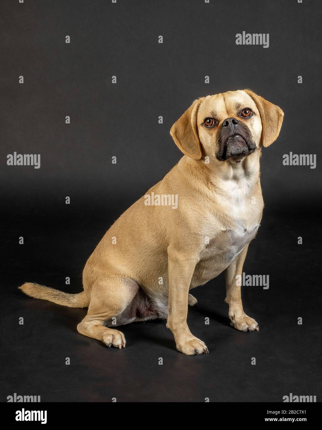 Dogs posing in studio hi-res stock photography and images - Alamy