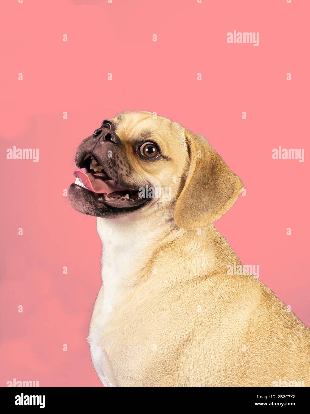 Portrait of young adorable happy puggle Stock Photo - Alamy