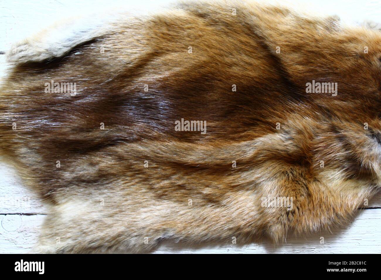 The picture shows a piece of a fox fur Stock Photo - Alamy