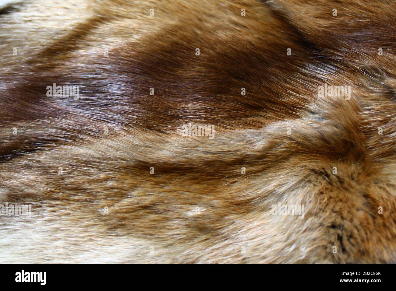 The picture shows a piece of a fox fur Stock Photo - Alamy