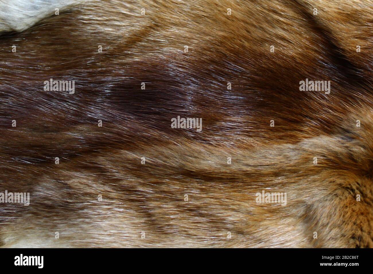 The picture shows a piece of a fox fur Stock Photo - Alamy