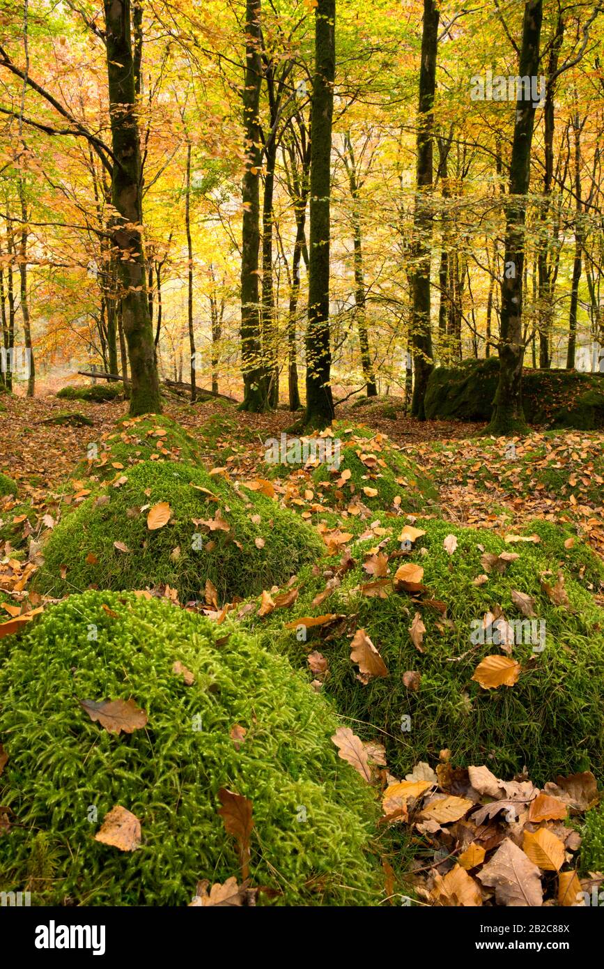 Mixed woodland and forest paths near Capel Curig, Conwy, North Wales ...