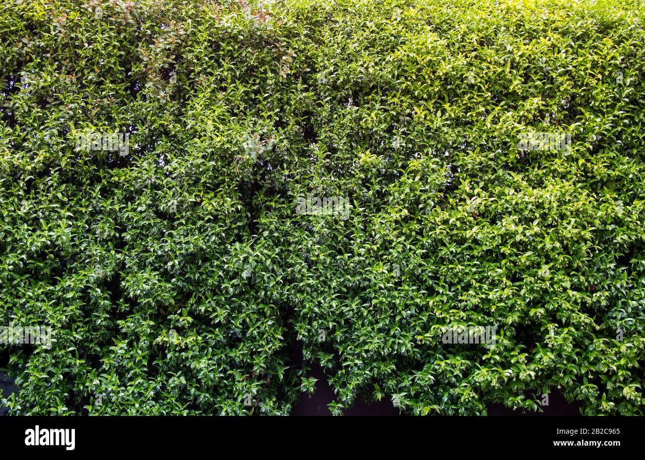 Abstract spring plant texture for natural background. Green Leaf ...