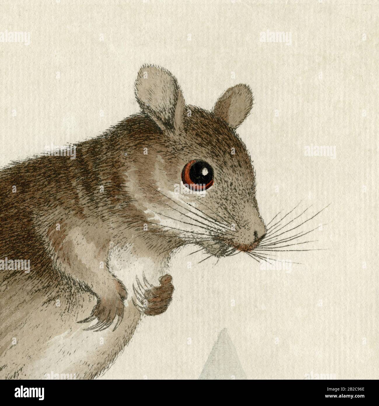 Jerboa, drawn from life by English naturalist George Edwards (1694 ...