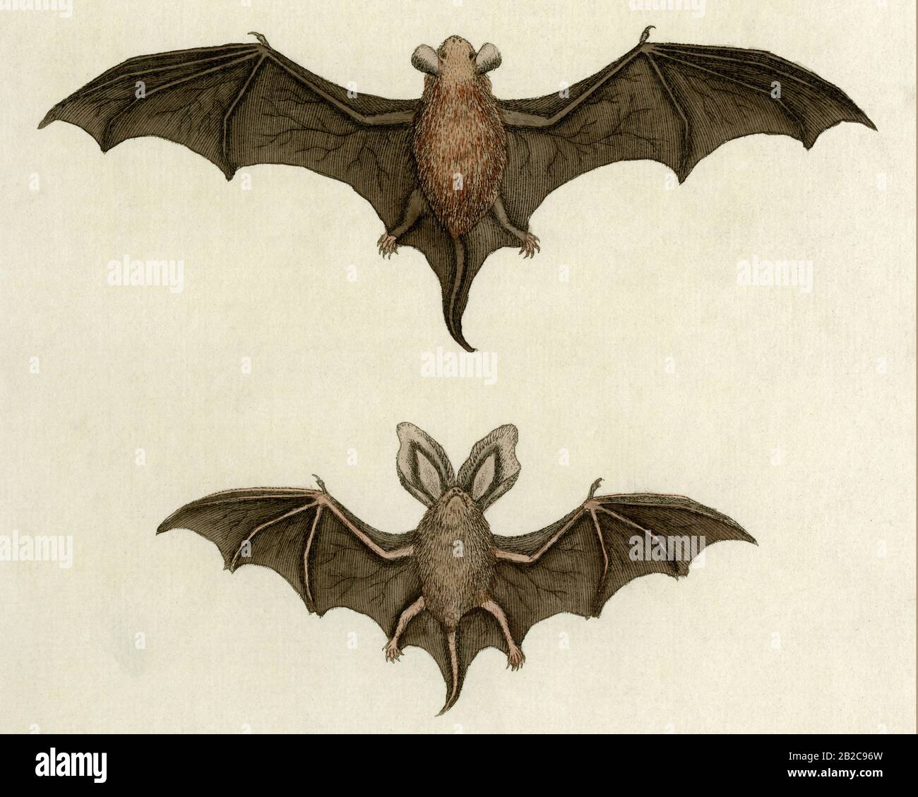Bats aloft hi-res stock photography and images - Alamy