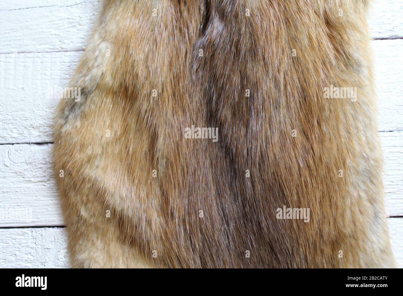 The picture shows a piece of a fox fur Stock Photo - Alamy