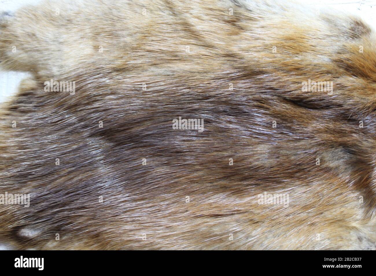 The picture shows a piece of a fox fur Stock Photo - Alamy