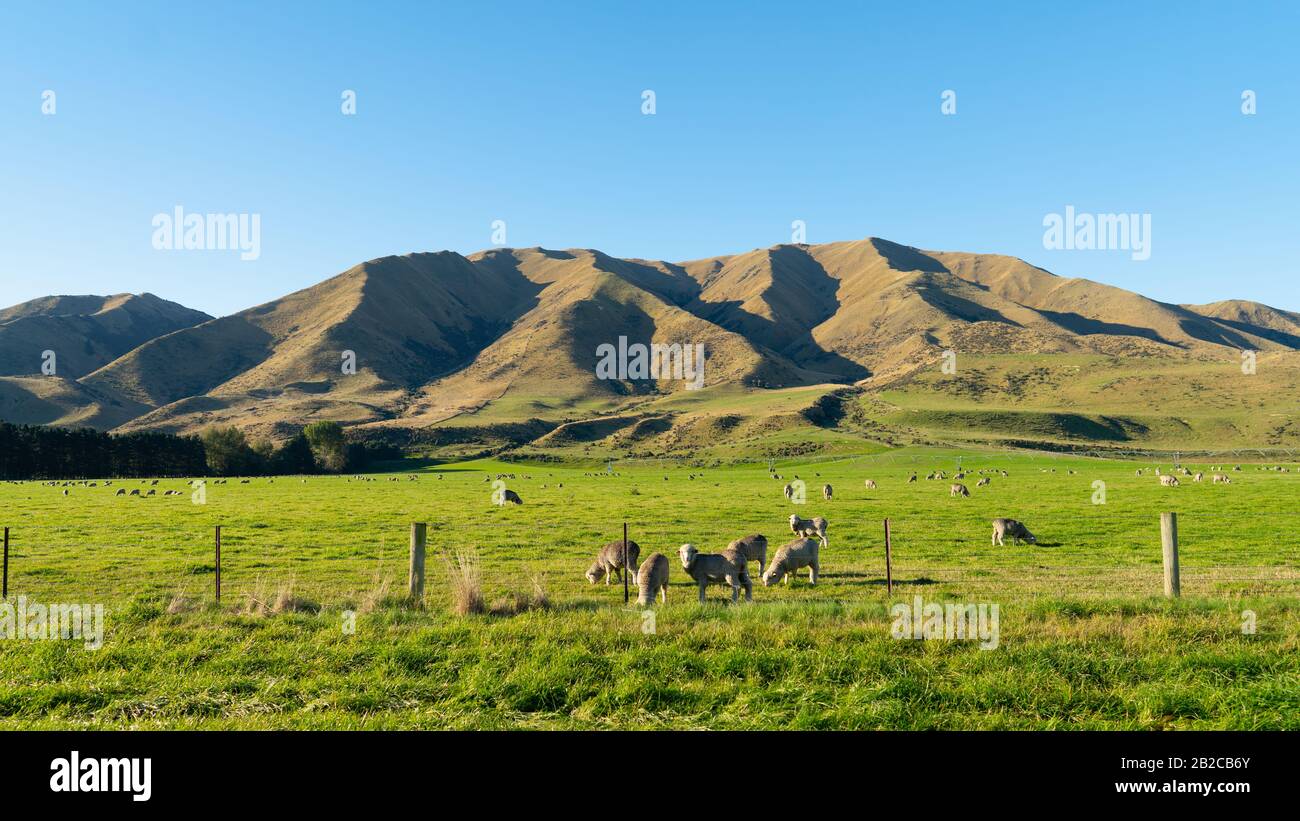 Beautiful scenic view of sheep farming along roadside in south island ...