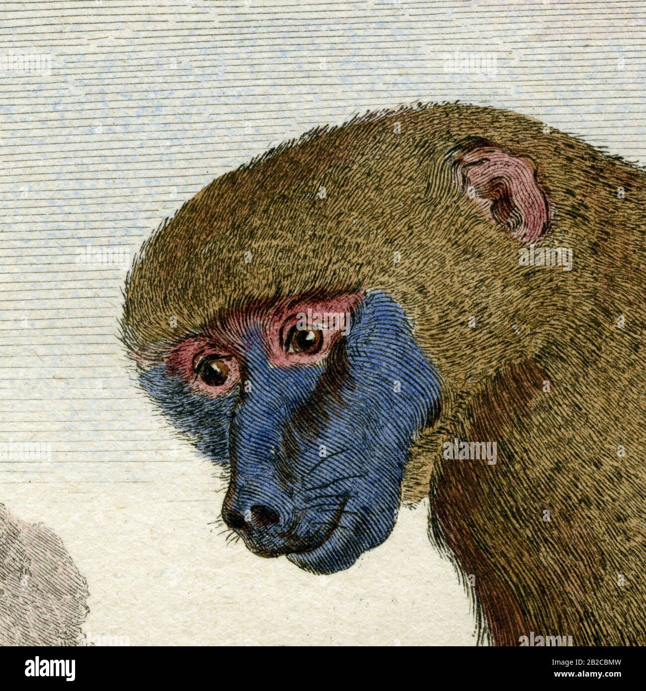 Baboon with blue face. Detail from engraving created for French ...